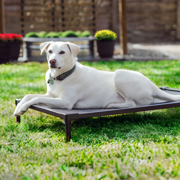 Snoozer Series - Medium - Snorehound