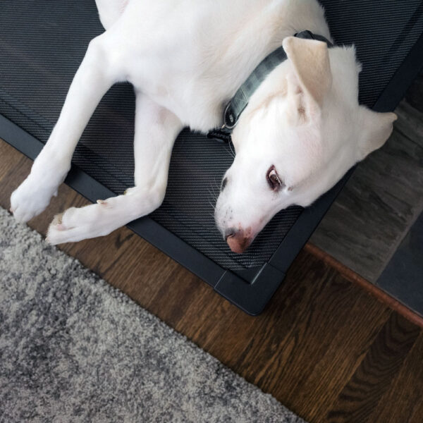 Snoozer Series - Medium - Snorehound