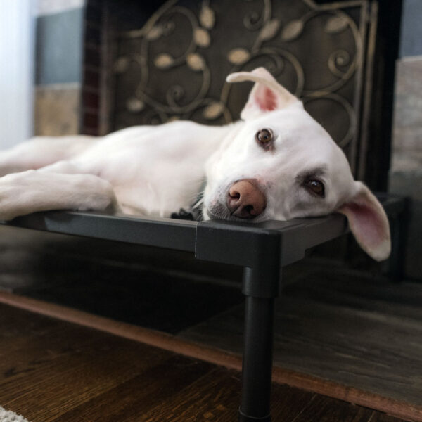 Snoozer Series - Medium - Snorehound